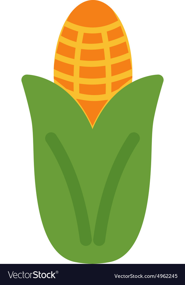 Corn Maize Royalty Free Vector Image - VectorStock