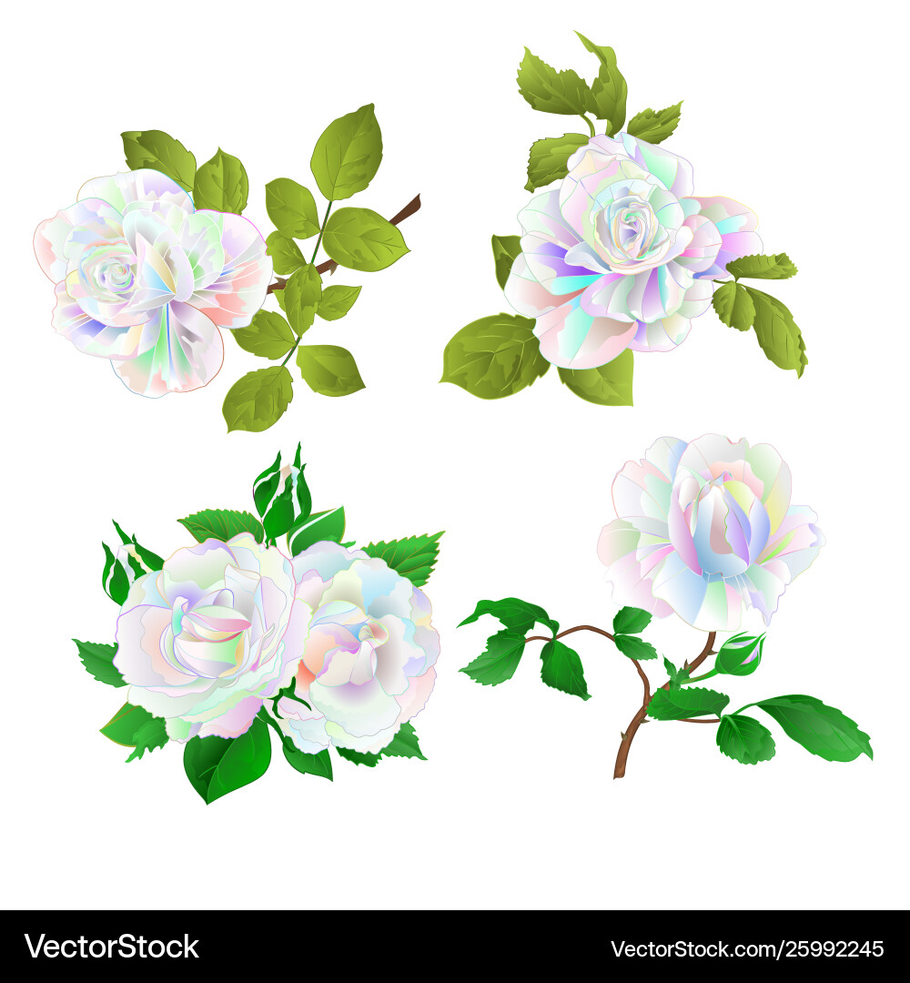 Multicolored rose and buds on a white background Vector Image