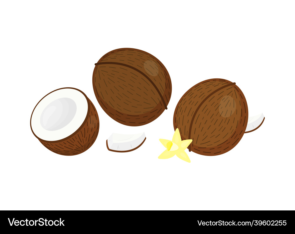 Cartoon ripe coconuts Royalty Free Vector Image