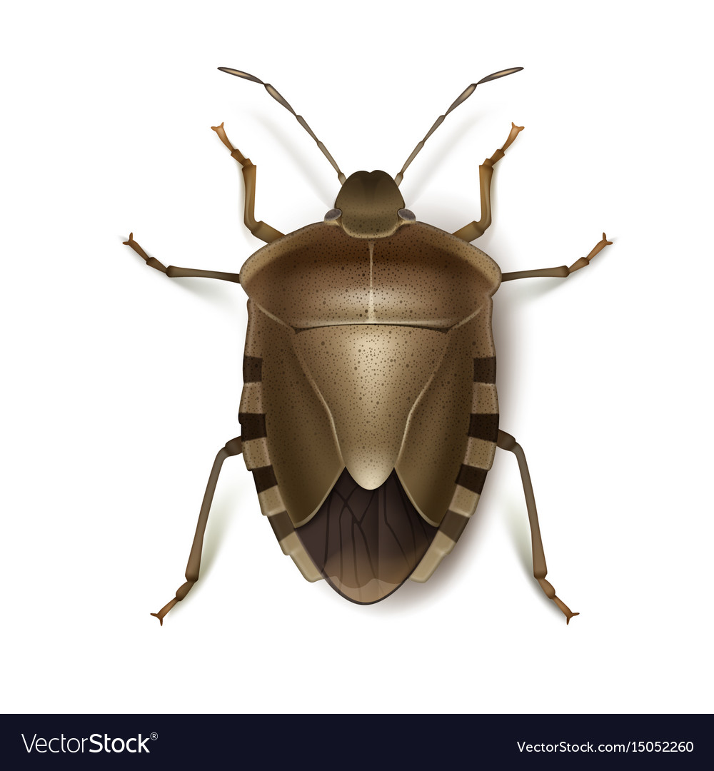 Brown shield bug Royalty Free Vector Image - VectorStock