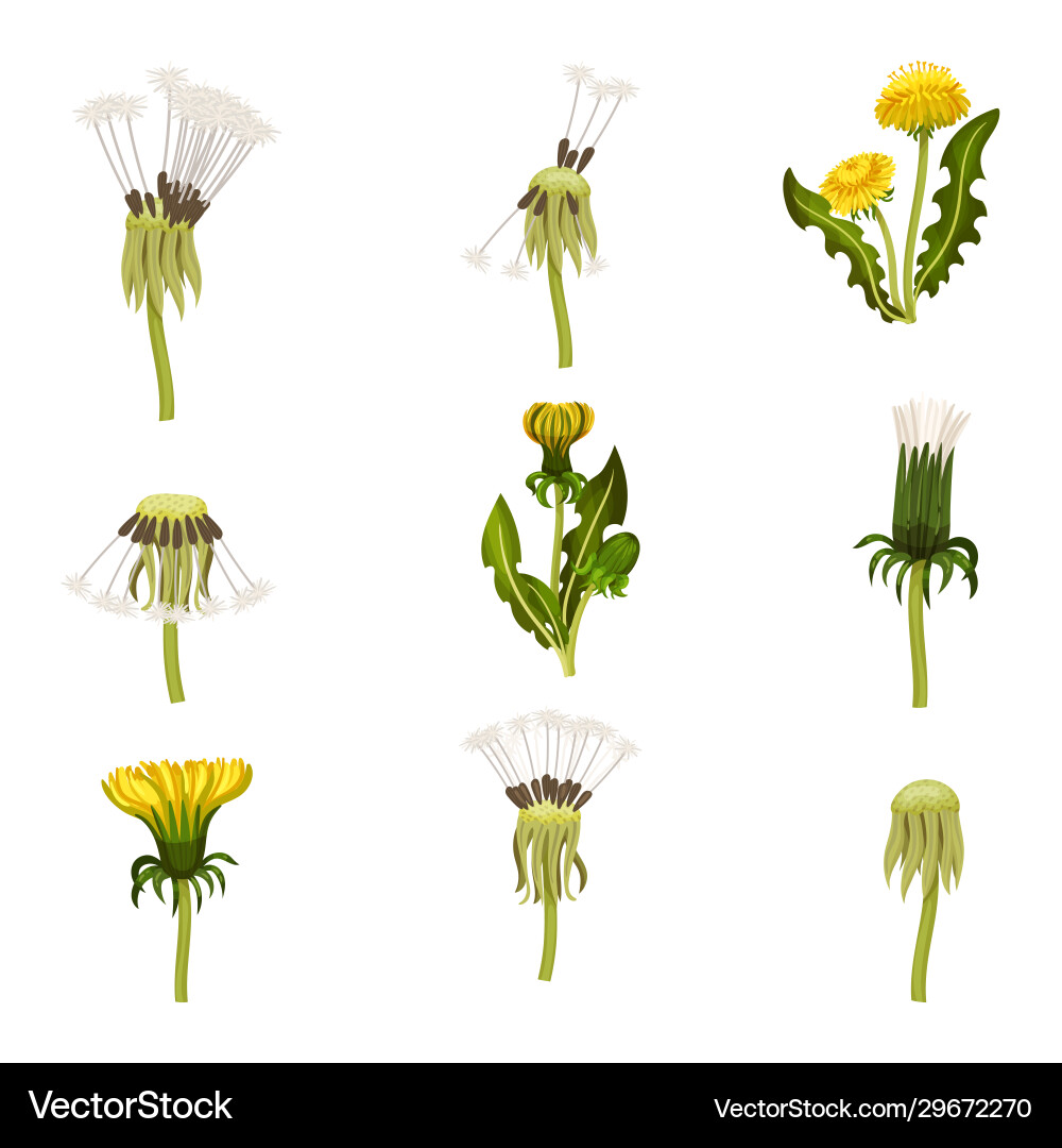 Different dandelion plants with stem and leaves Vector Image