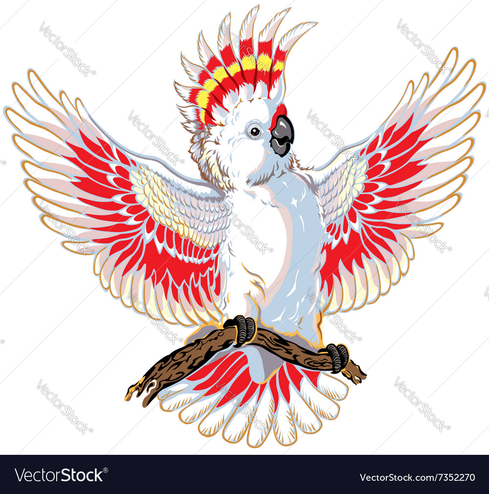Pink Cockatoo Royalty Free Vector Image Vectorstock
