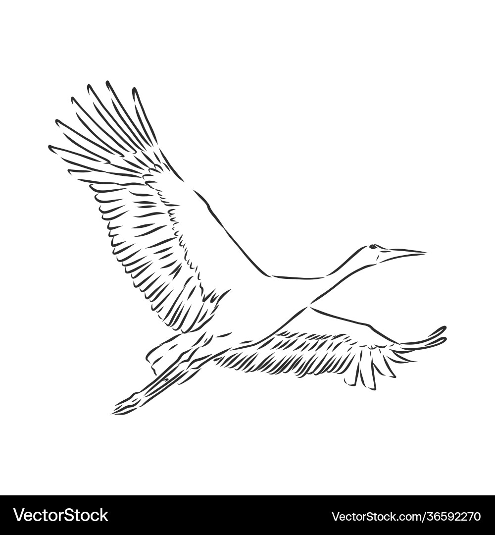 Stork sketch hand sketching a for a design Vector Image
