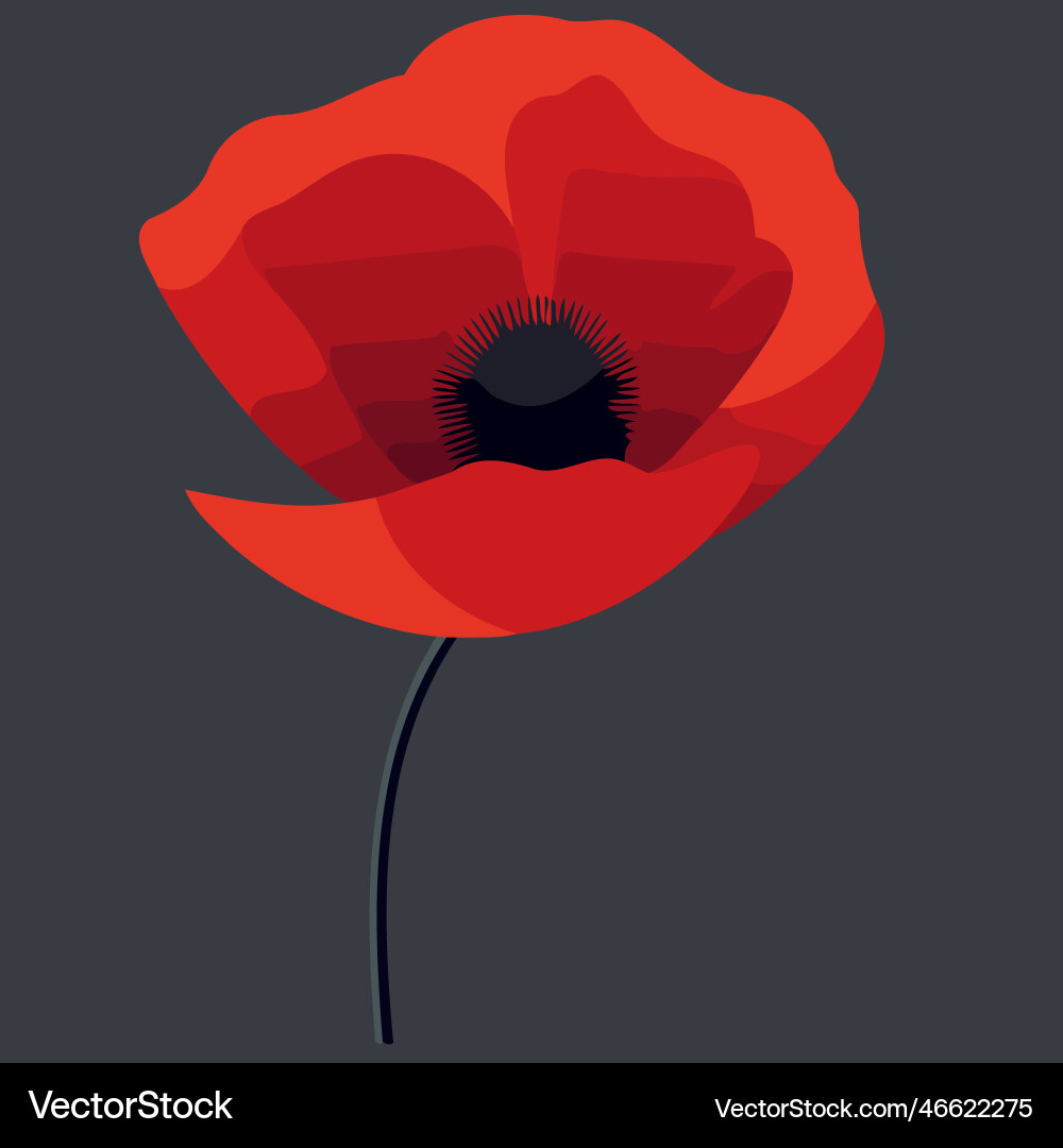 One red poppy flower Royalty Free Vector Image