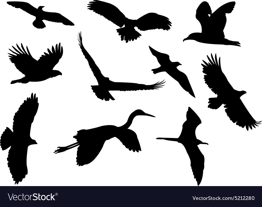 Birds Royalty Free Vector Image - VectorStock
