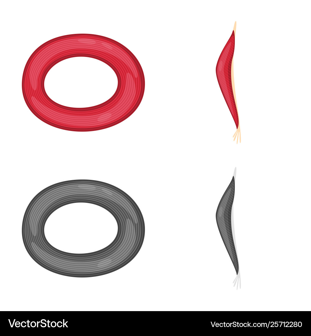 Isolated object fiber and muscular icon Royalty Free Vector