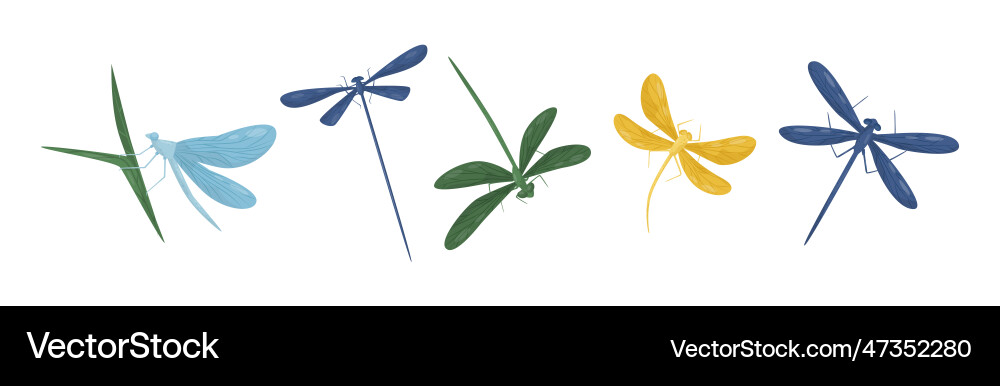 Various colorful dragonflies flying with long Vector Image