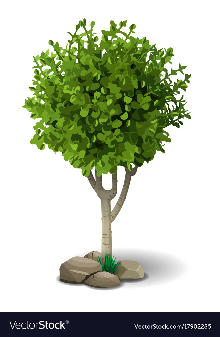Small deciduous tree Royalty Free Vector Image