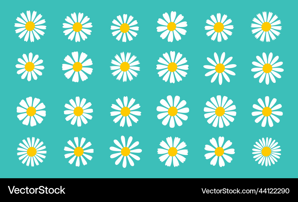 Blooming daisy collection white petal daisy Vector Image