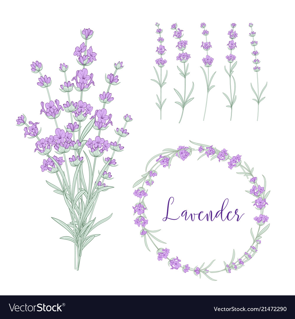 Botanical bundle Royalty Free Vector Image - VectorStock