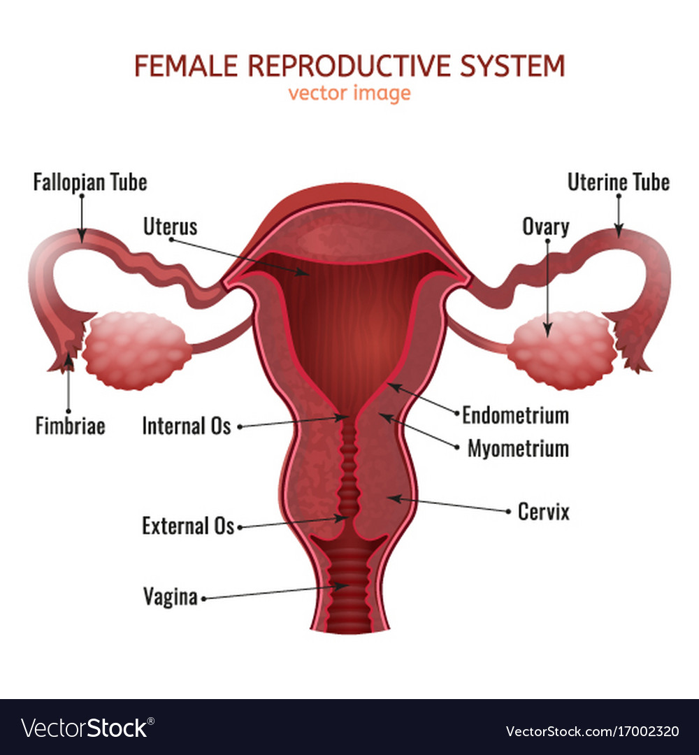 Female Reproductive System Royalty Free Vector Image