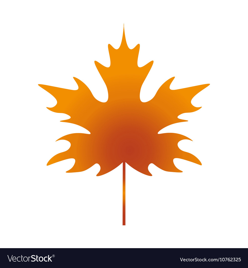Leaf maple Royalty Free Vector Image - VectorStock