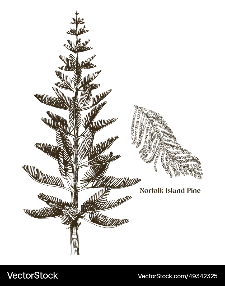 Norfolk island pine tree with branch Royalty Free Vector