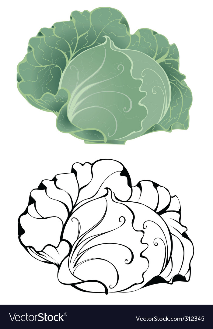 Stylized cabbage Royalty Free Vector Image - VectorStock