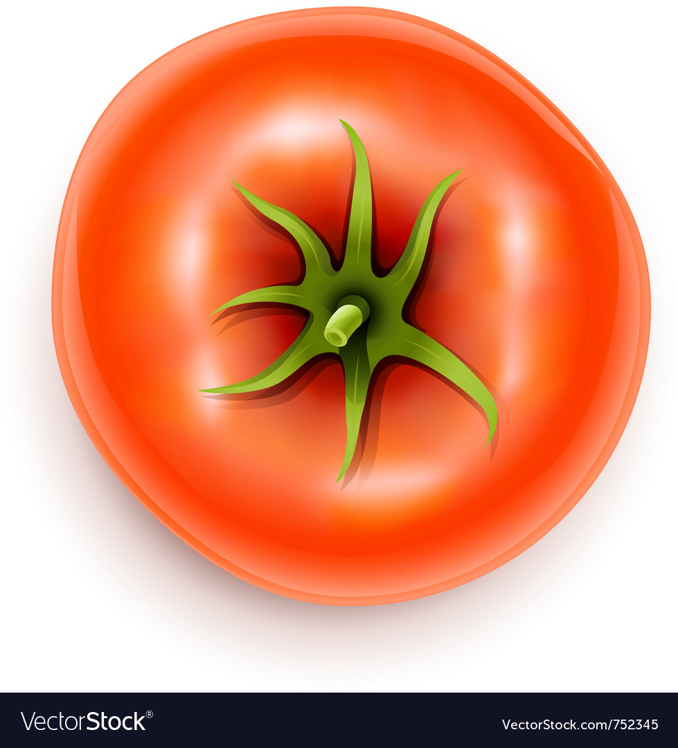 Tomato Royalty Free Vector Image - VectorStock