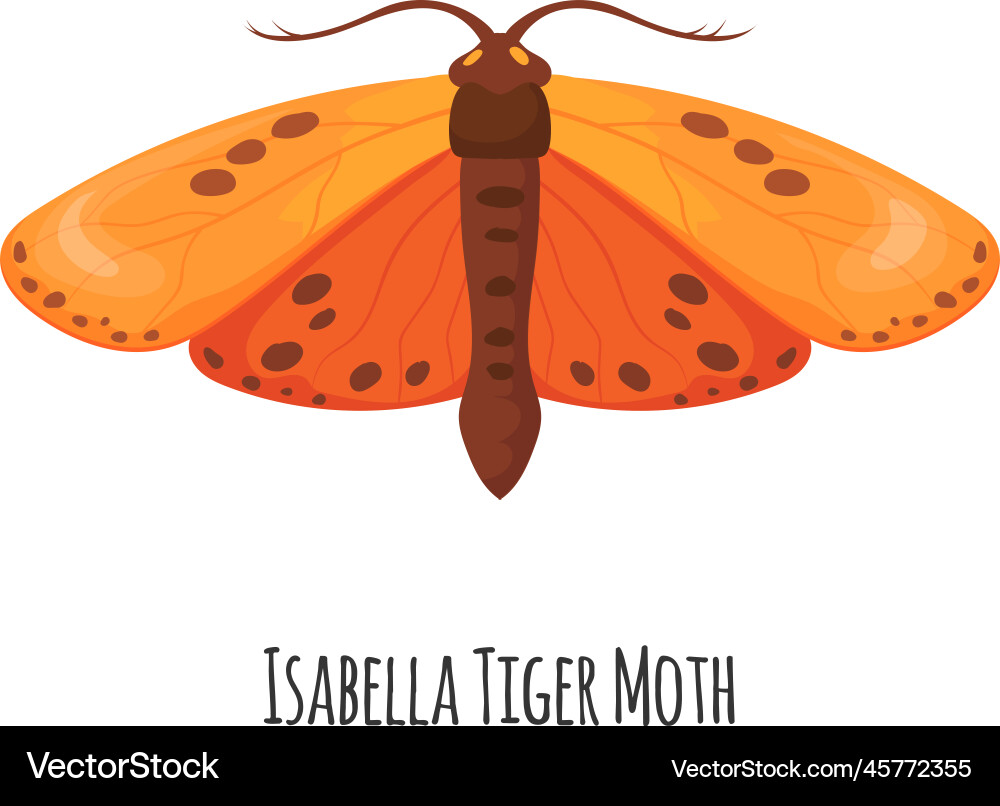 Isabella tiger moth orange winged insect wild Vector Image