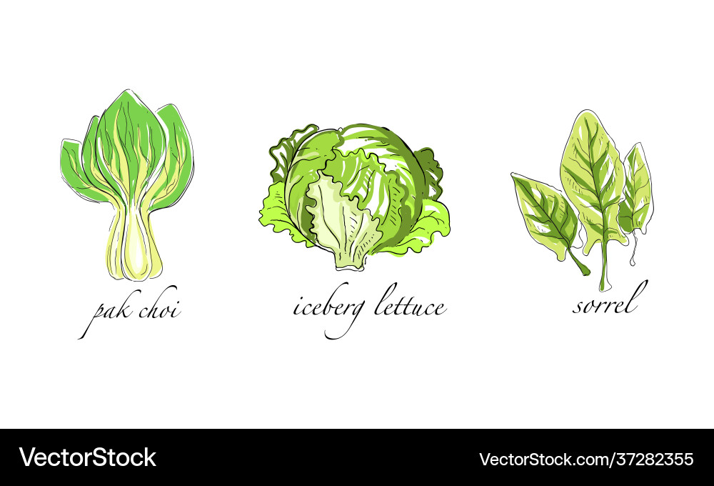 Set salads and leafy vegetables pak choi Vector Image