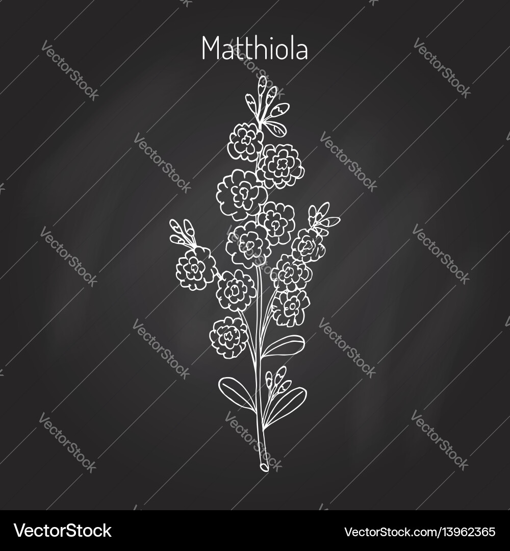 Matthiola Flower Meaning | Best Flower Site