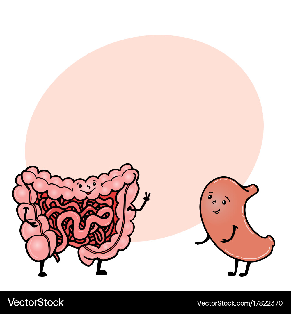 Gut and stomach characters with space for text Vector Image