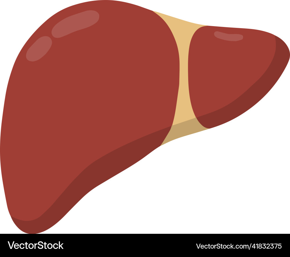 Healthy liver red internal human organ Royalty Free Vector