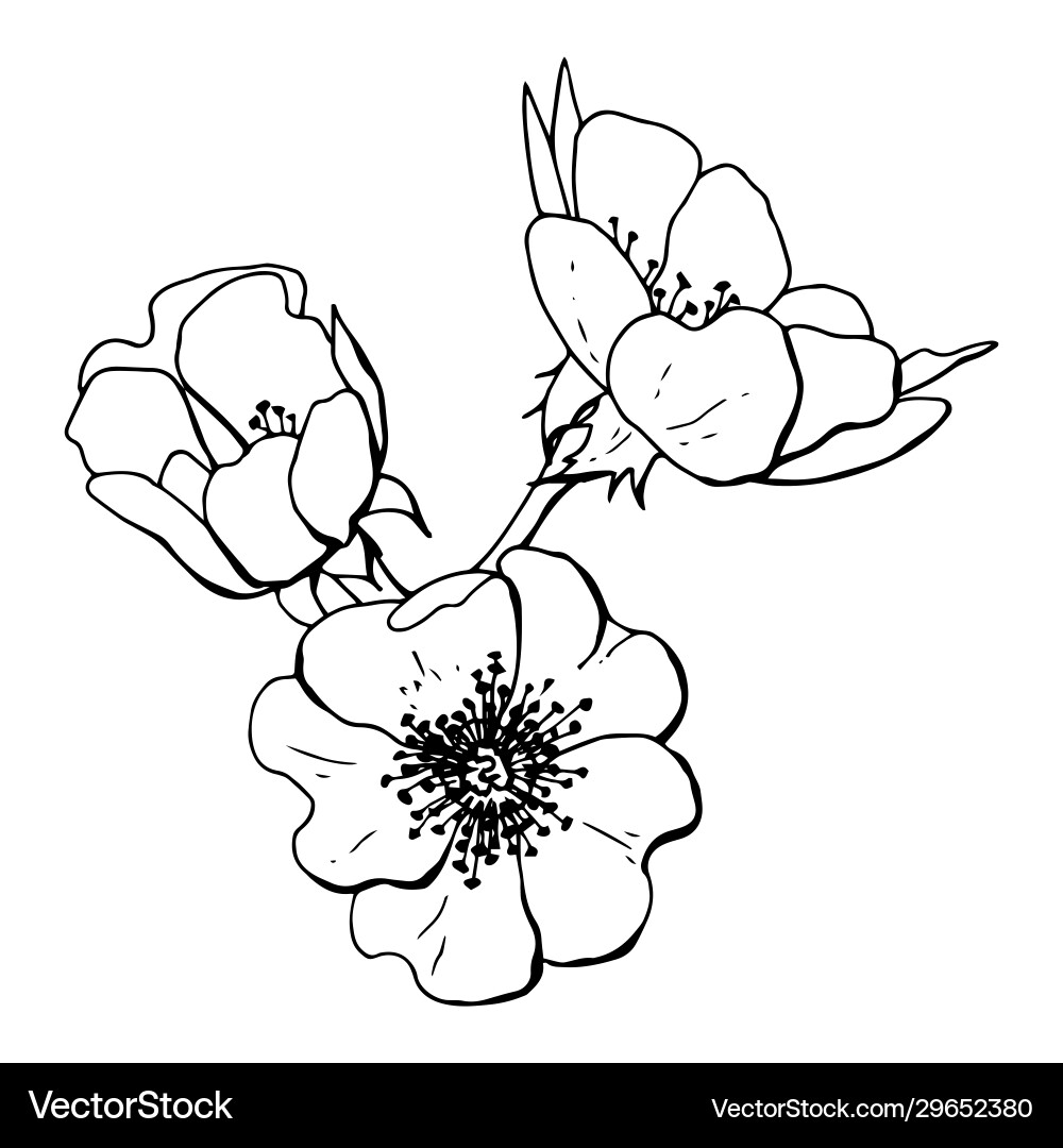 Blooming rose hips line art white background Vector Image