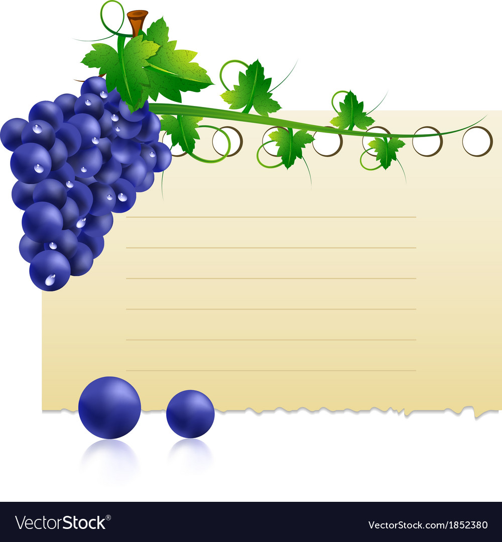 Grape Royalty Free Vector Image - VectorStock