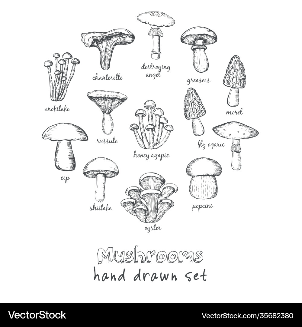 Set mushrooms for design menus recipes Royalty Free Vector