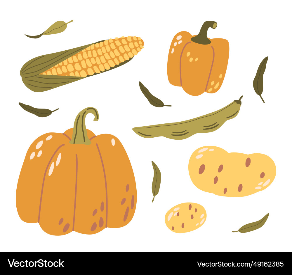 Fresh corn pumpkin beans and potatoes Royalty Free Vector