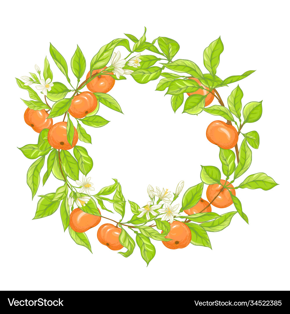 Mandarin tangerine tree branch with ripe Vector Image
