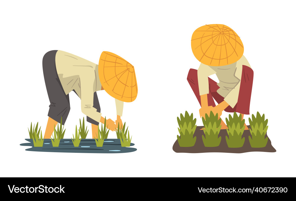 Asian farmer in straw conical hat working on paddy