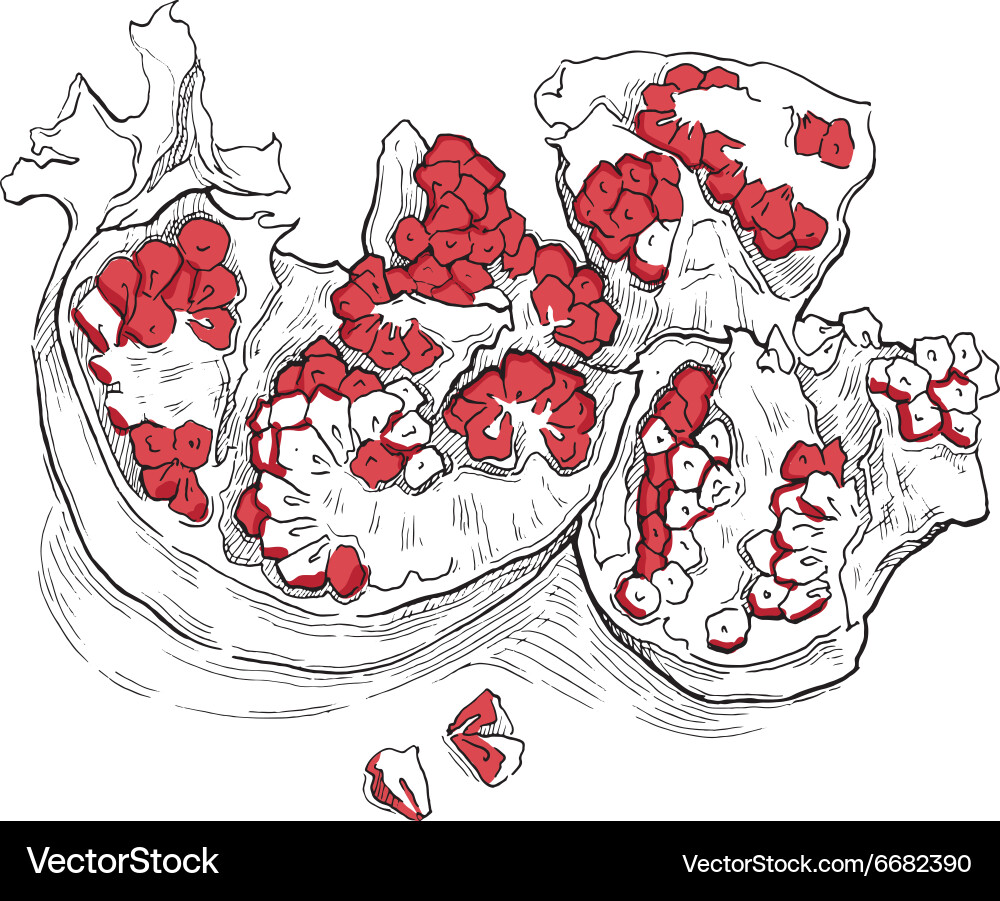 Sketch of garnet Royalty Free Vector Image - VectorStock