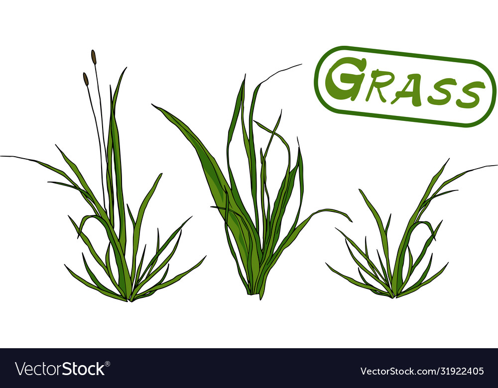Grass is different design elements Royalty Free Vector Image