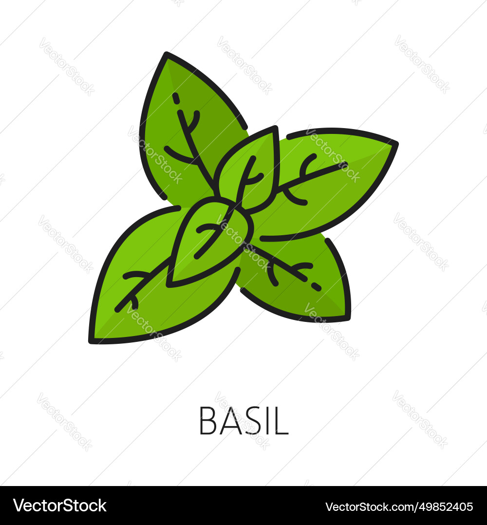 Great basil kitchen herb isolated green leaves Vector Image
