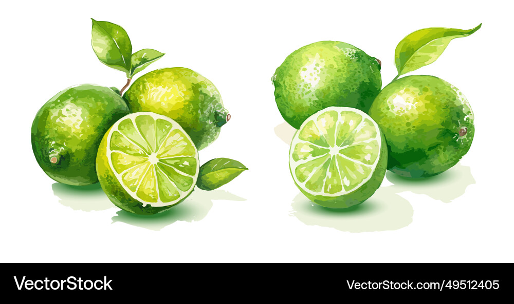 Lime watercolor painting style set Royalty Free Vector Image