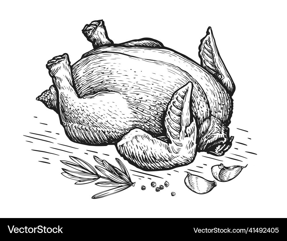 Whole chicken raw carcass for cooking poultry Vector Image
