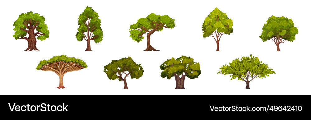 Green trees with lush crown and trunk set Vector Image