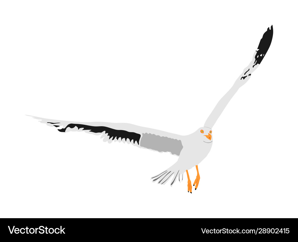 Seagull fly bird isolated on white background Vector Image