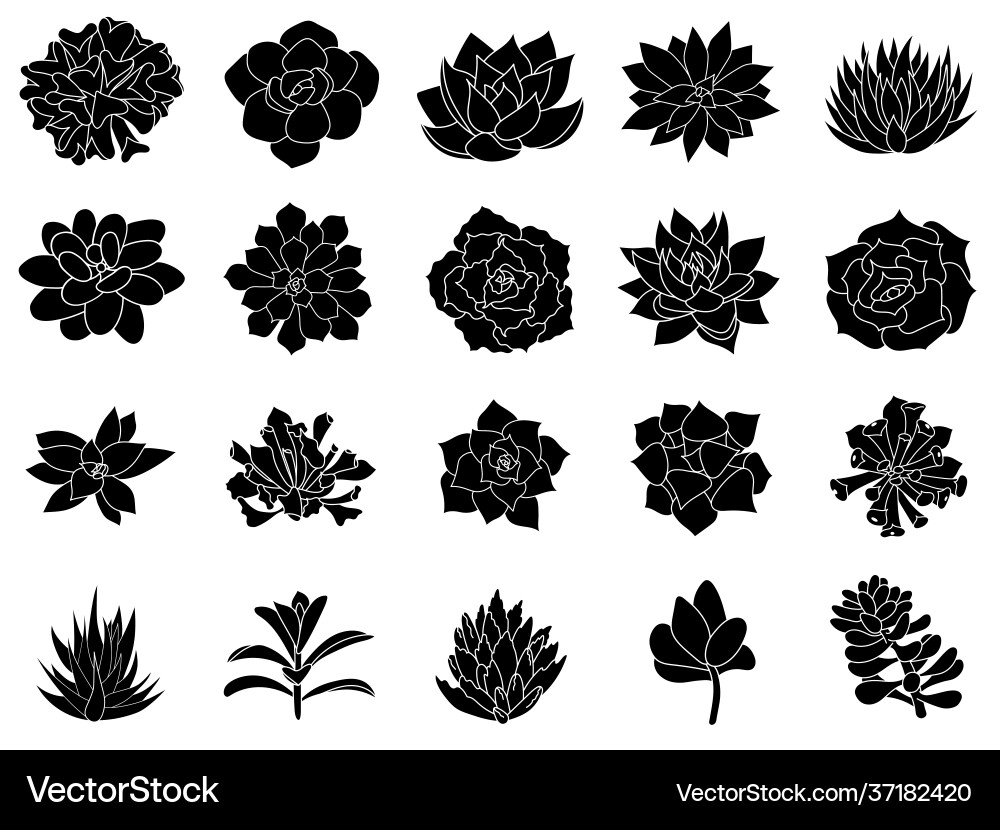 Hand drawn set icon succulents in style simple Vector Image