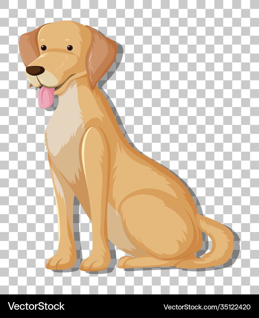 Yellow labrador retriever in sitting position Vector Image