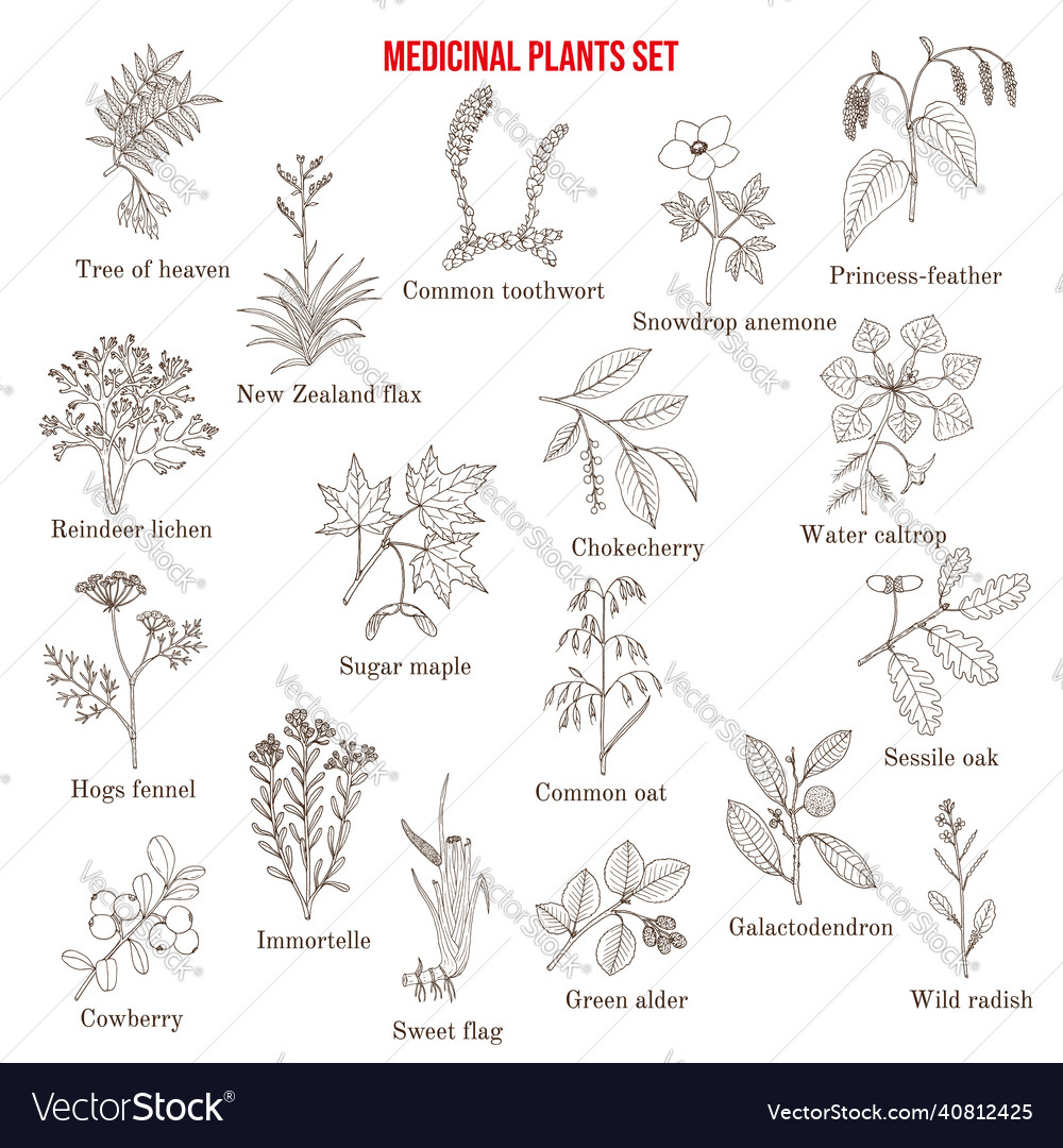 Medicinal plants collection Royalty Free Vector Image
