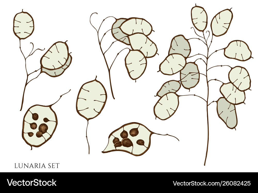 Set hand drawn colored lunaria Royalty Free Vector Image