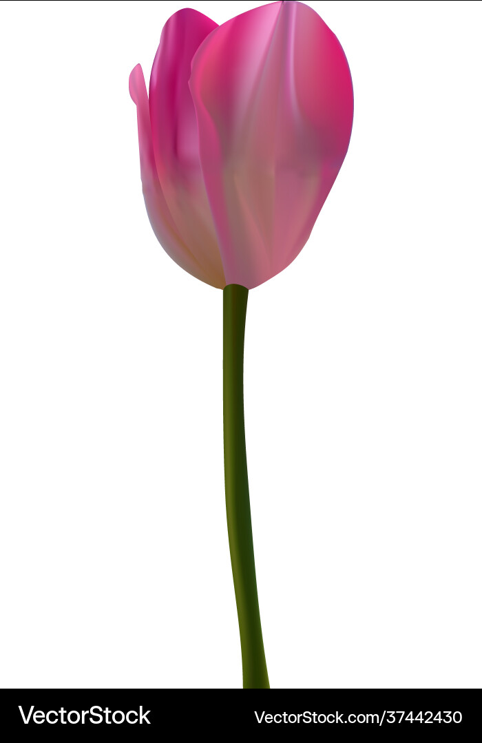 Pink flower logo or symbol Royalty Free Vector Image