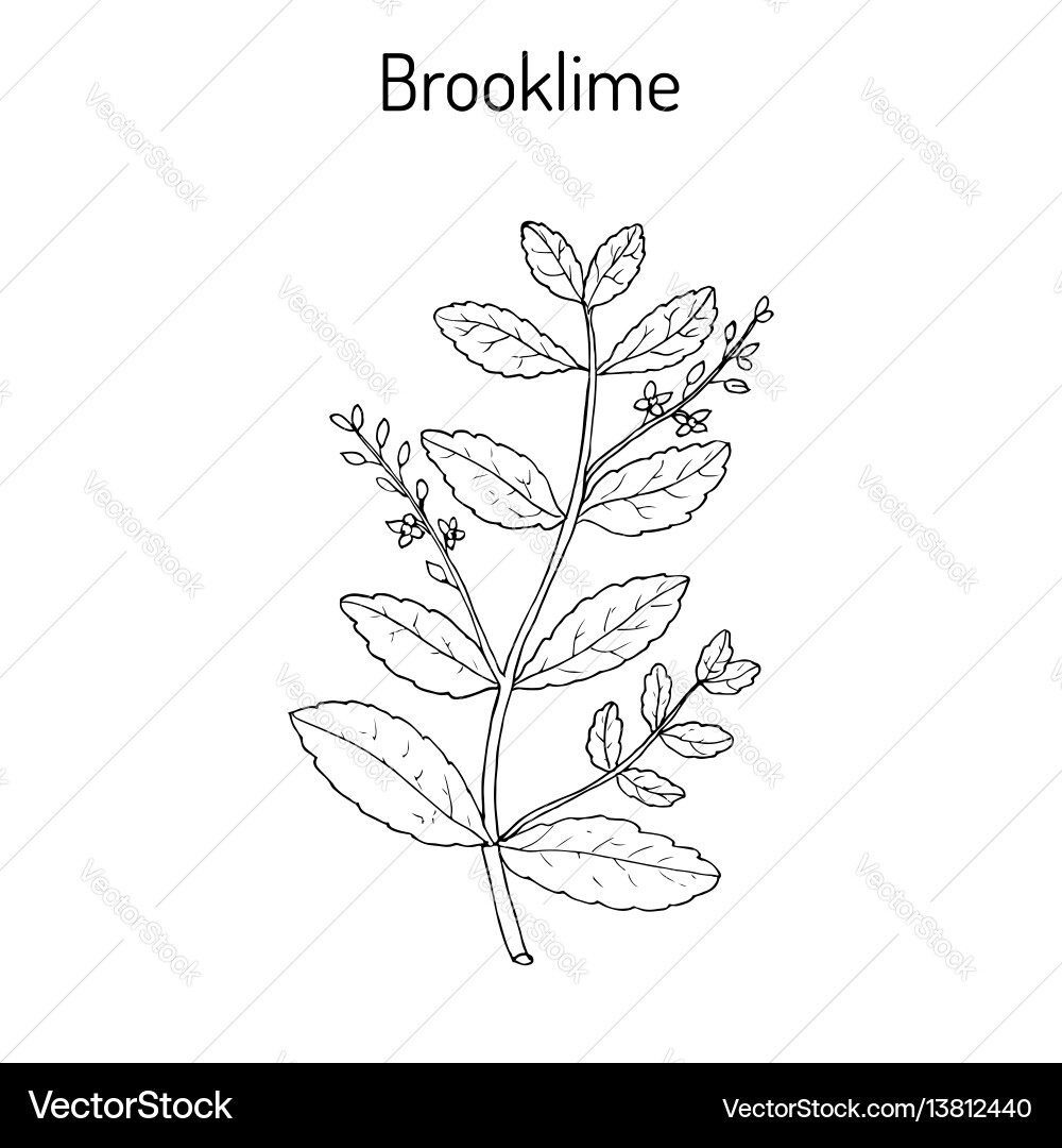 Brooklime veronica beccabunga european speedwell Vector Image