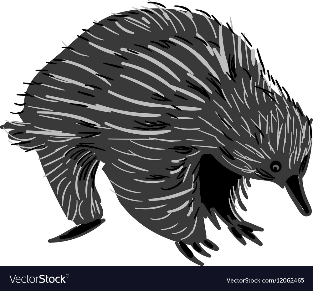 Australian animal echidna in doodle style Vector Image