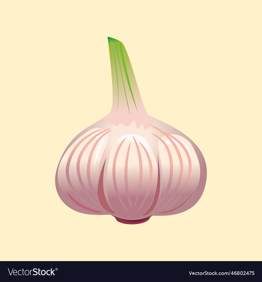 Garlic Royalty Free Vector Image - VectorStock
