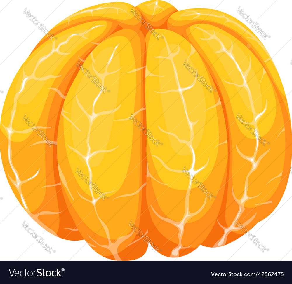 Peeled whole tangerine or mandarin Royalty Free Vector Image Peeled whole tangerine or mandarin Royalty Free Vector Image