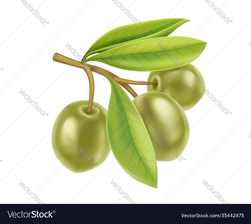 Realistic green olives branch Royalty Free Vector Image Realistic green olives branch Royalty Free Vector Image