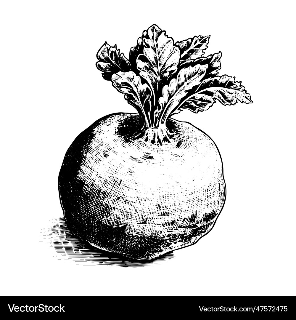 Swede drawing isolated hand drawn engraved style Vector Image