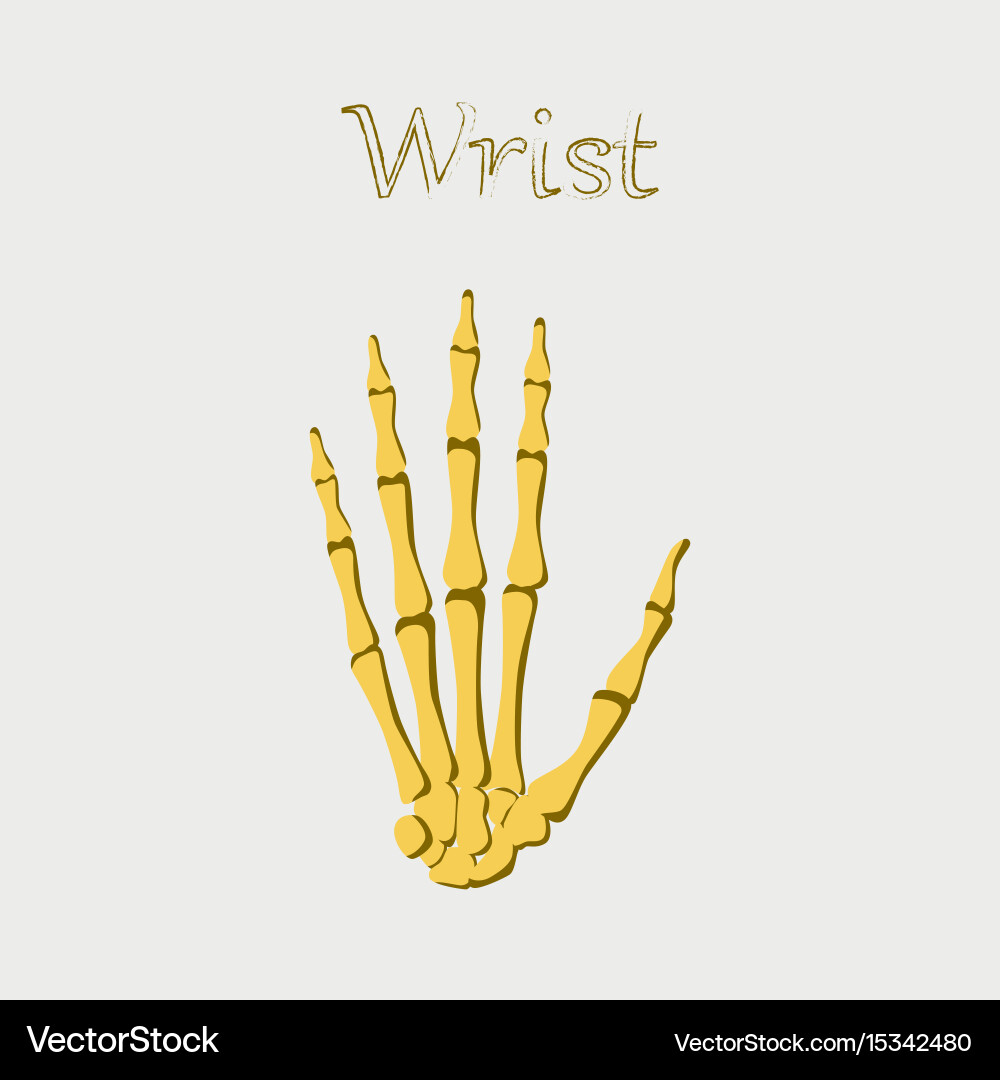 Human organ icon in flat style wrist bone Vector Image