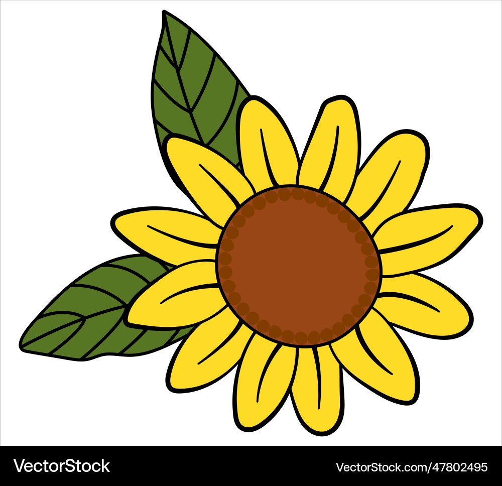 Sunflower on a white isolated background Vector Image